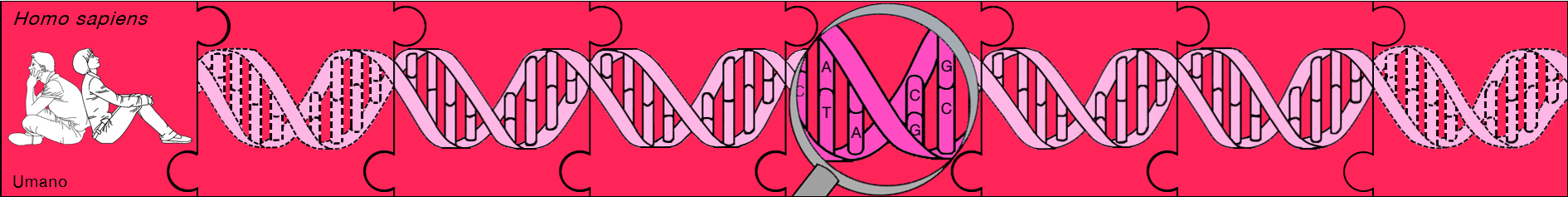 N. Iowensis genome puzzle