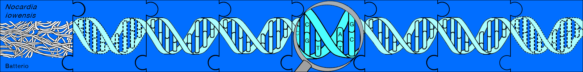P. Pauciseta genome puzzle